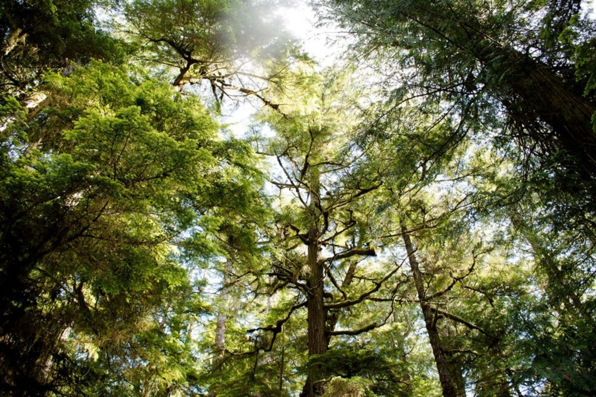 Focus on environmental design - two concepts for green urban design ...